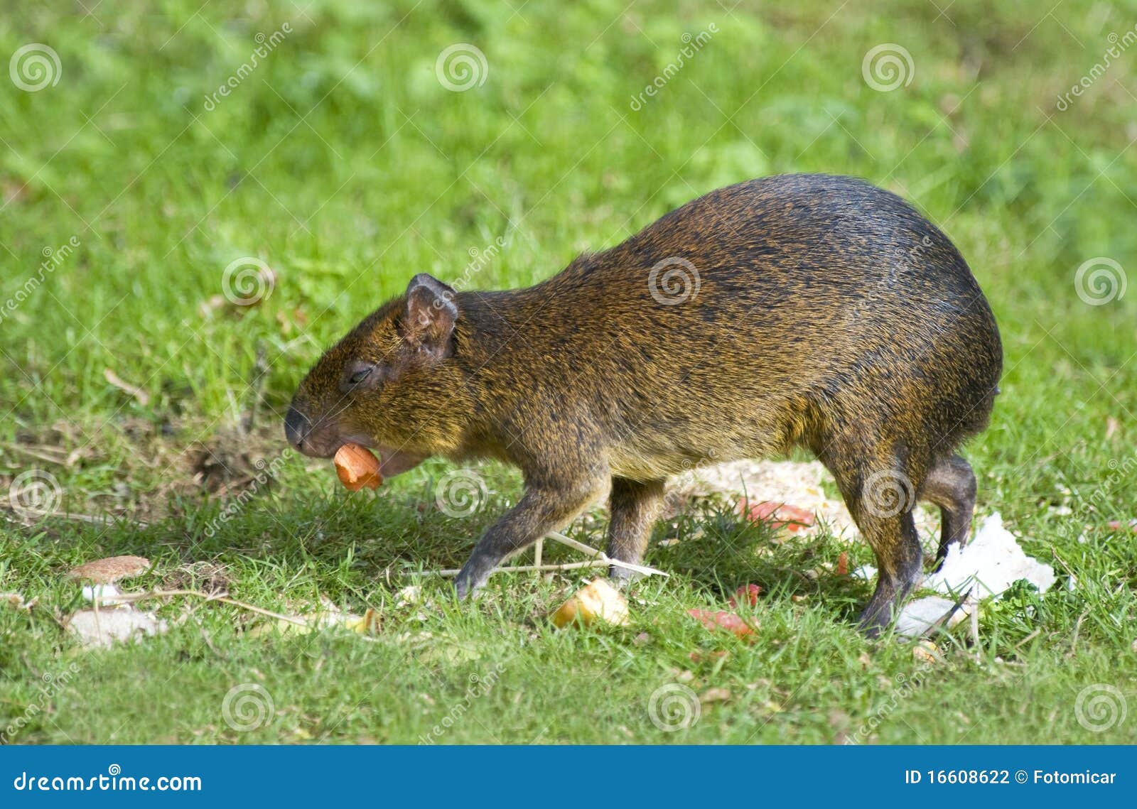Central American Agouti stock photo. Image of hind, rodent - 16608622