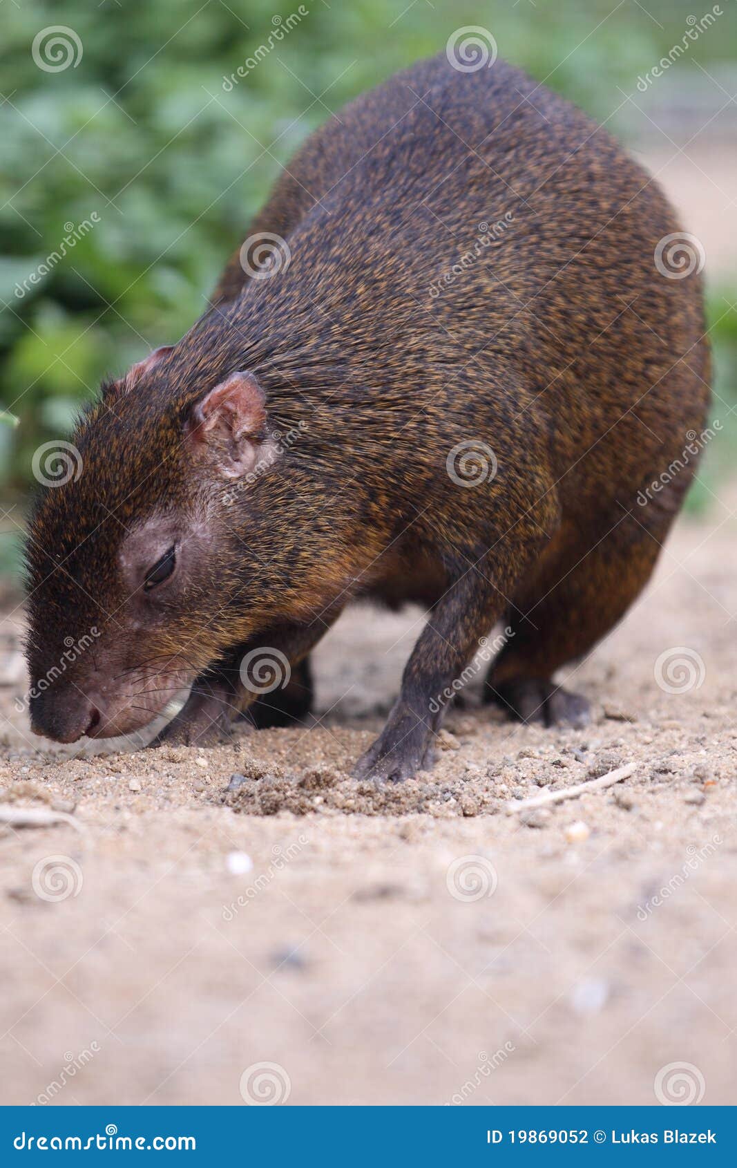 Central american agouti stock photo. Image of sand, agouti - 19869052