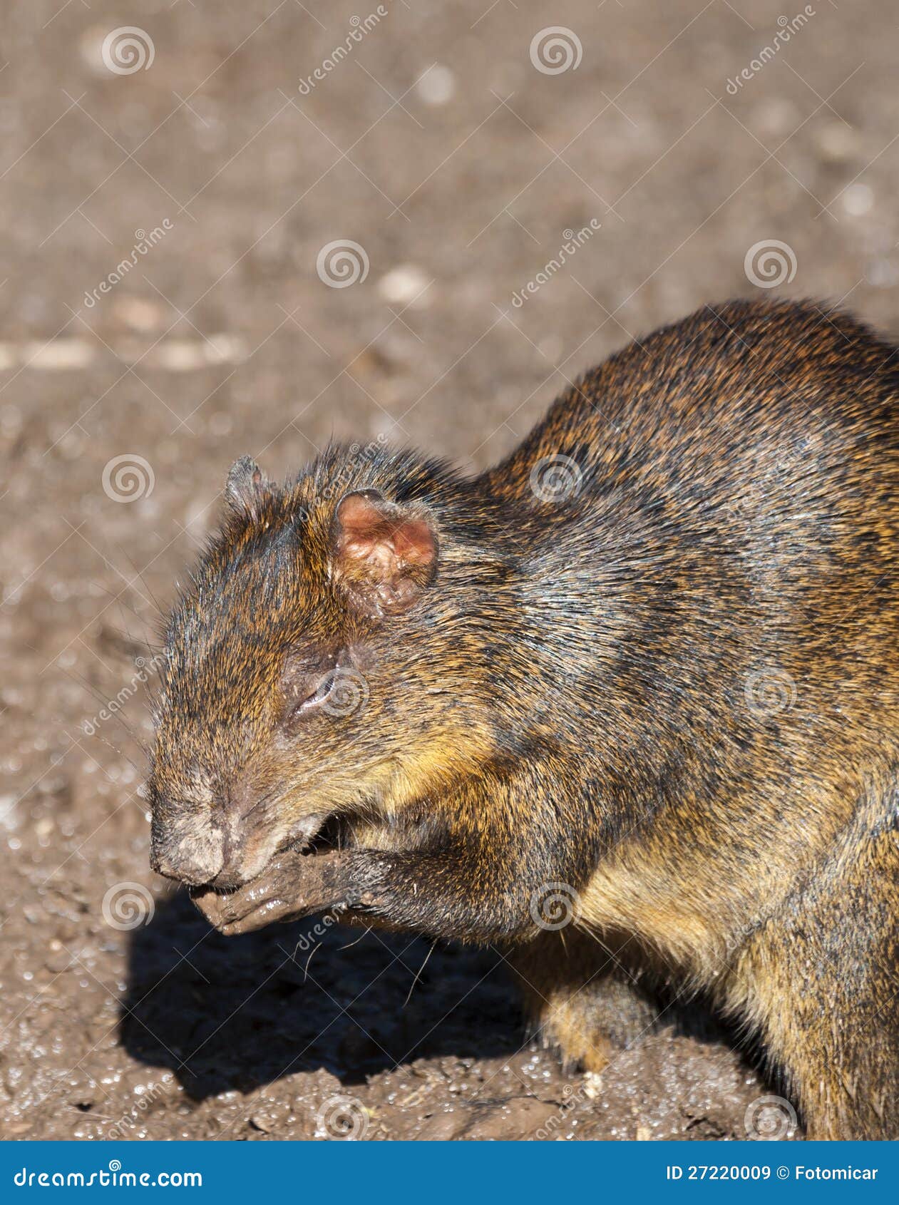 Central American Agouti stock image. Image of claws, america - 27220009