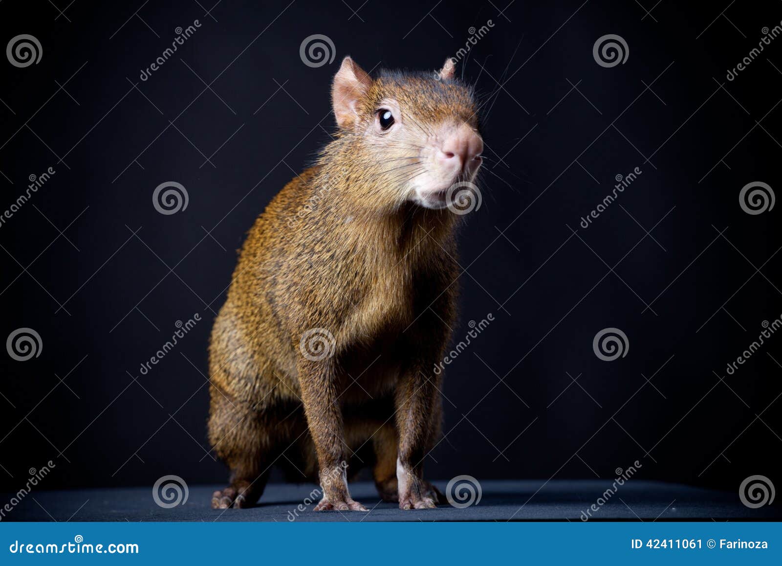 Central American Agouti on Black Stock Image - Image of dasyprocta ...