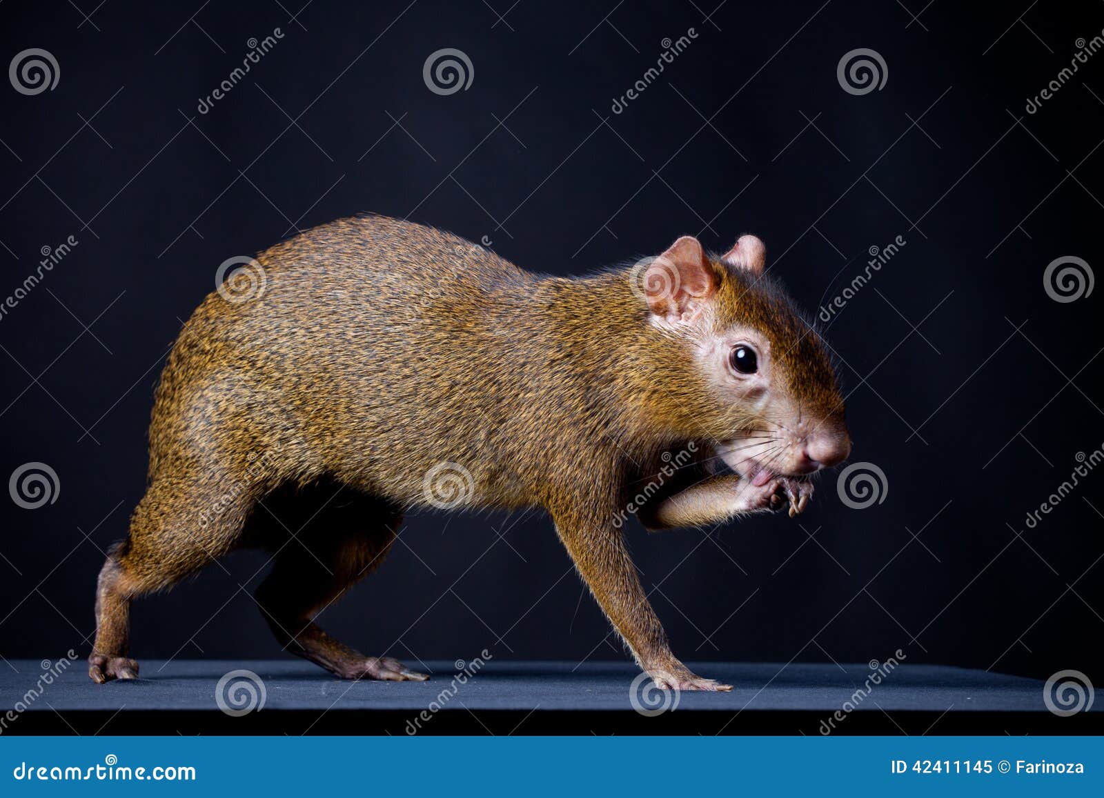 Central American Agouti on Black Stock Image - Image of dasyprocta ...
