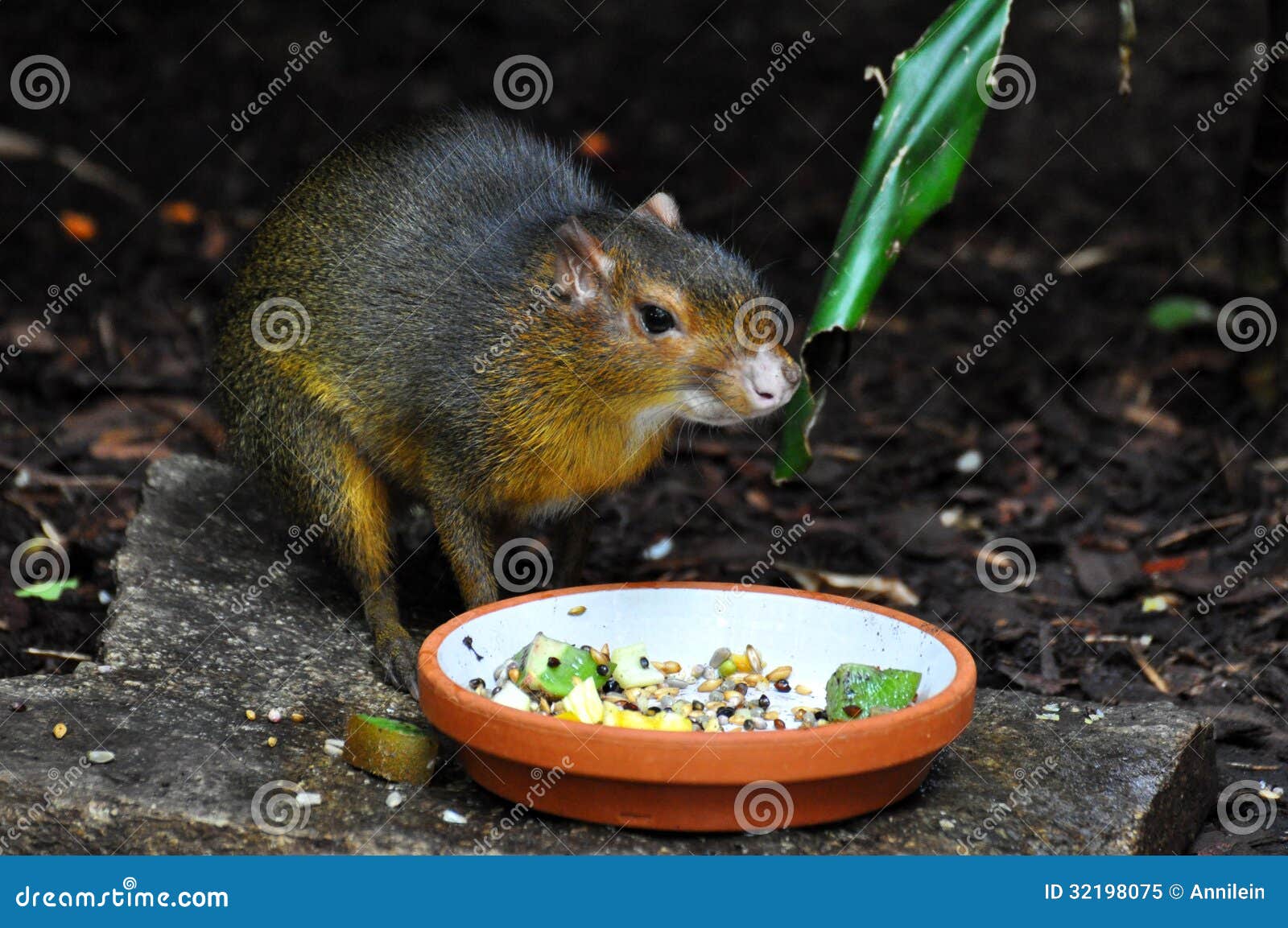 Central American agouti stock image. Image of dasyproctidae - 32198075