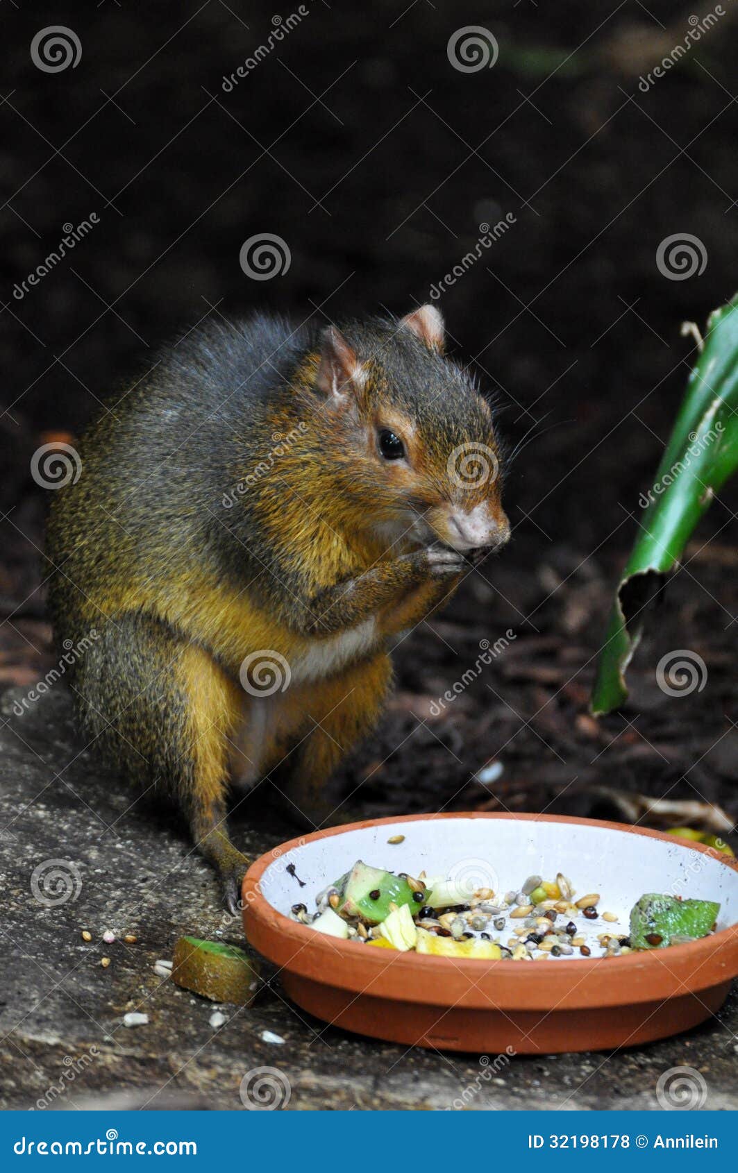 Central American agouti stock photo. Image of central - 32198178
