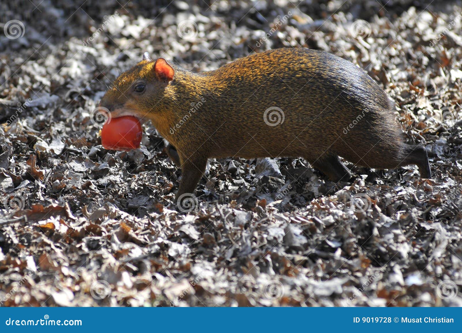 Central American Agouti with Tomato Stock Photo - Image of america ...