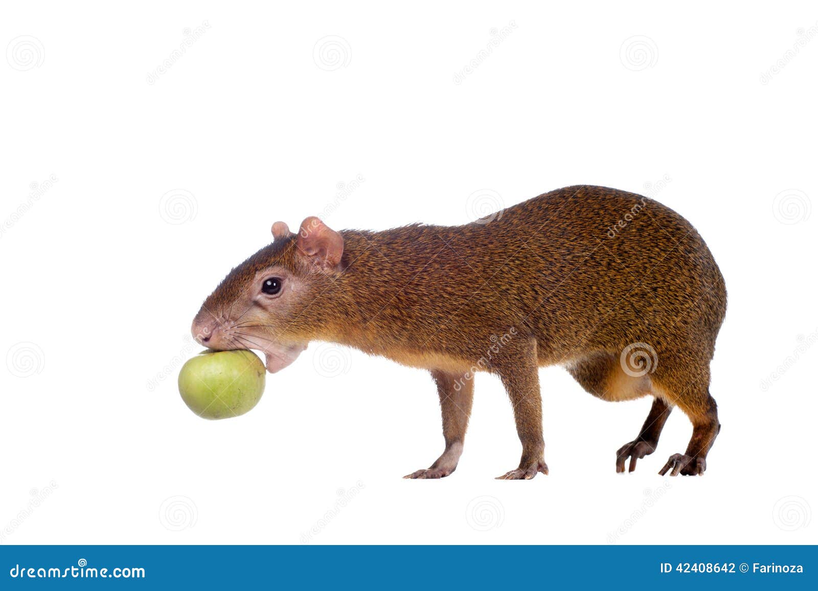 Central American Agouti on White Stock Photo - Image of claws, knockout ...