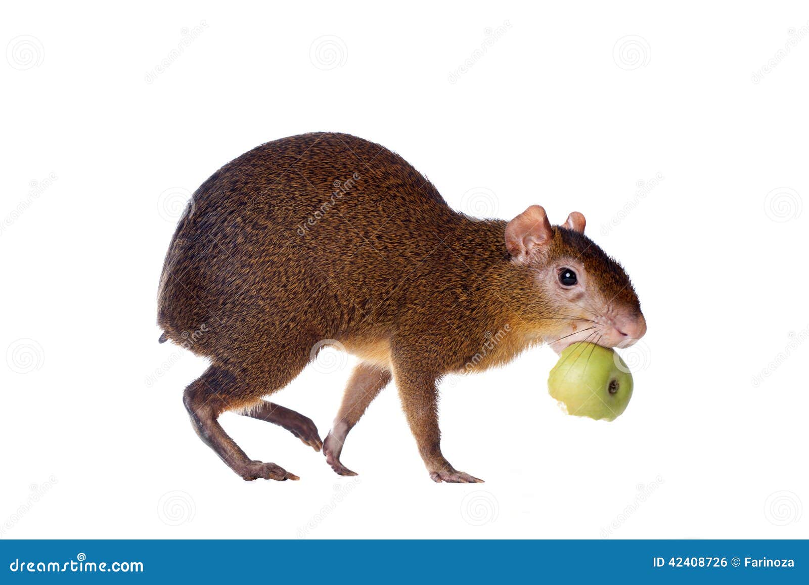 Central American Agouti on White Stock Photo - Image of america, nature ...