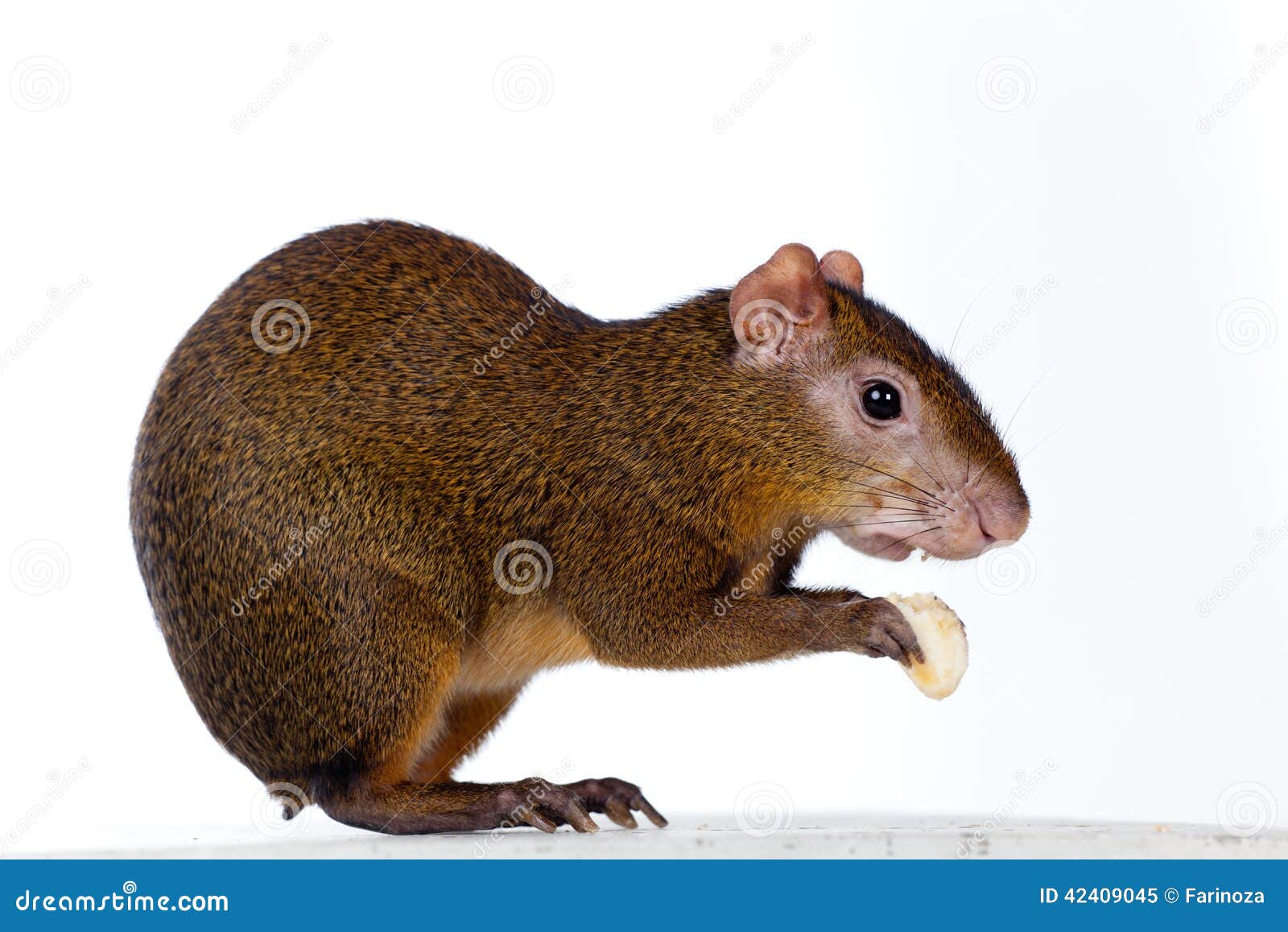 Central American Agouti on White Stock Image - Image of good, brown ...