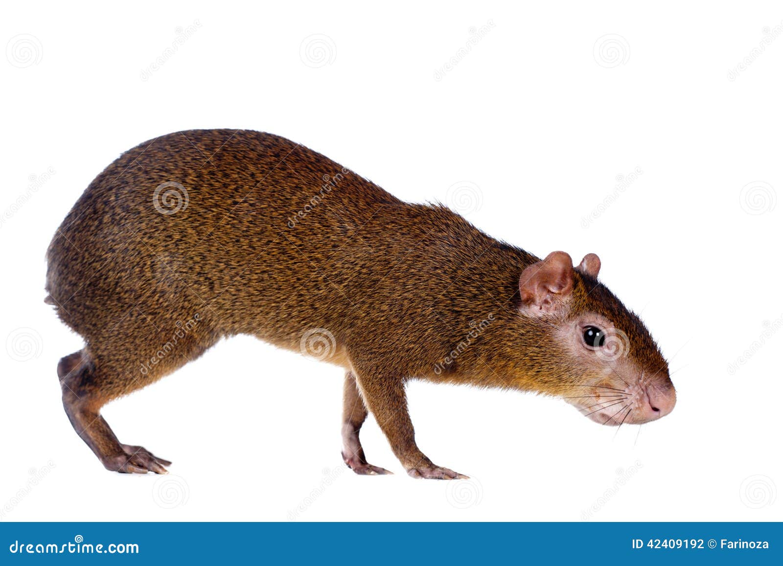 Baby Brazilian Agouti