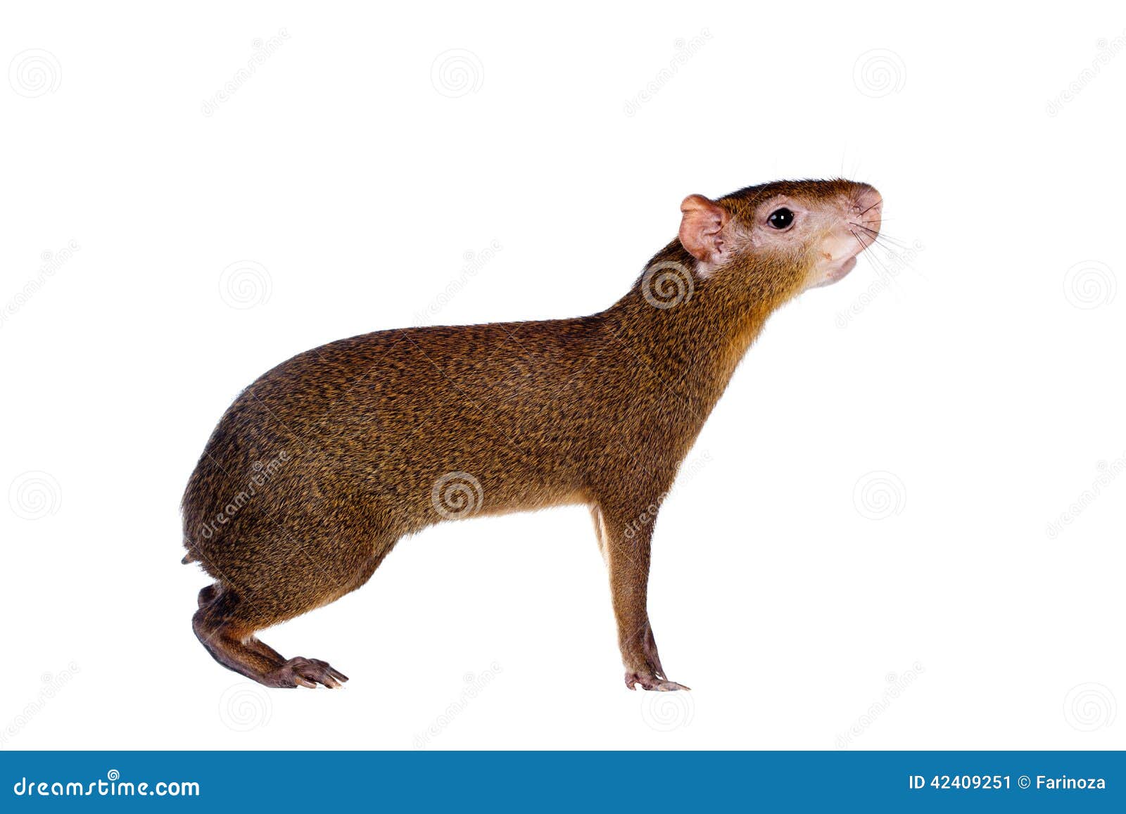 Central American Agouti on White Stock Image - Image of knockout ...