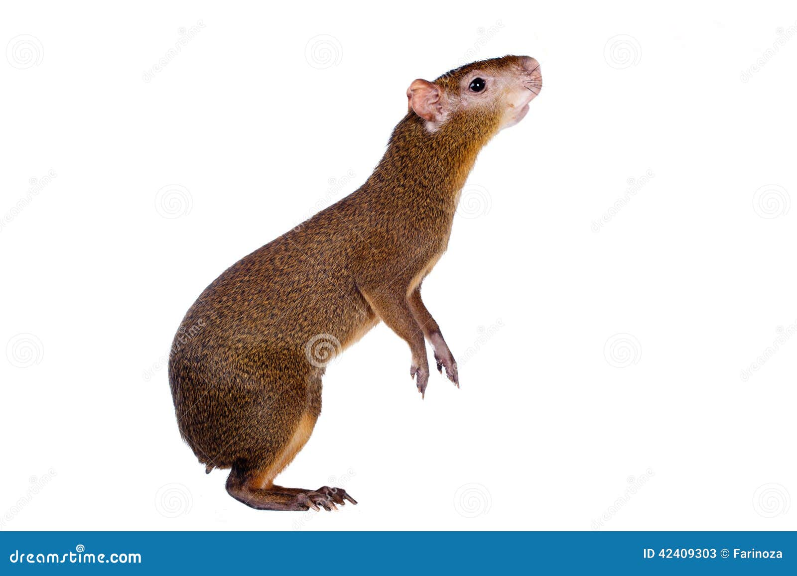 Central American Agouti on White Stock Image - Image of brown, group ...