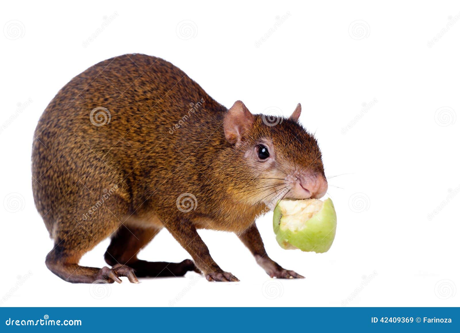 Central American Agouti on White Stock Image - Image of animal ...