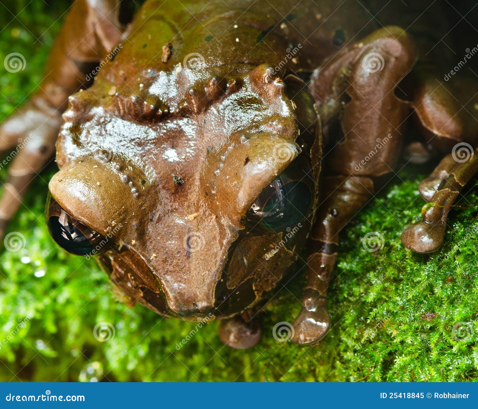 Tropical Frog Bitten By Mosquito Rainforest Jungle Royalty-Free Stock ...