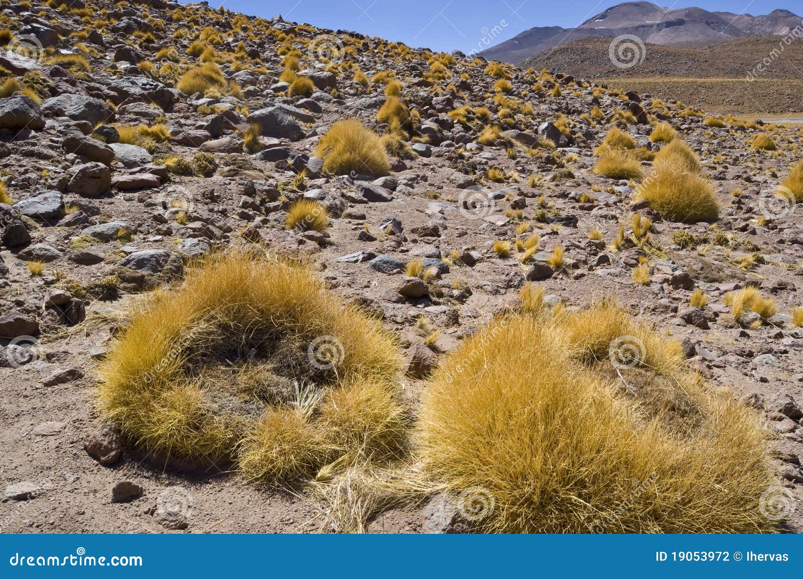 Central Andean Puna stock photo. Image of flora, botany - 19053972