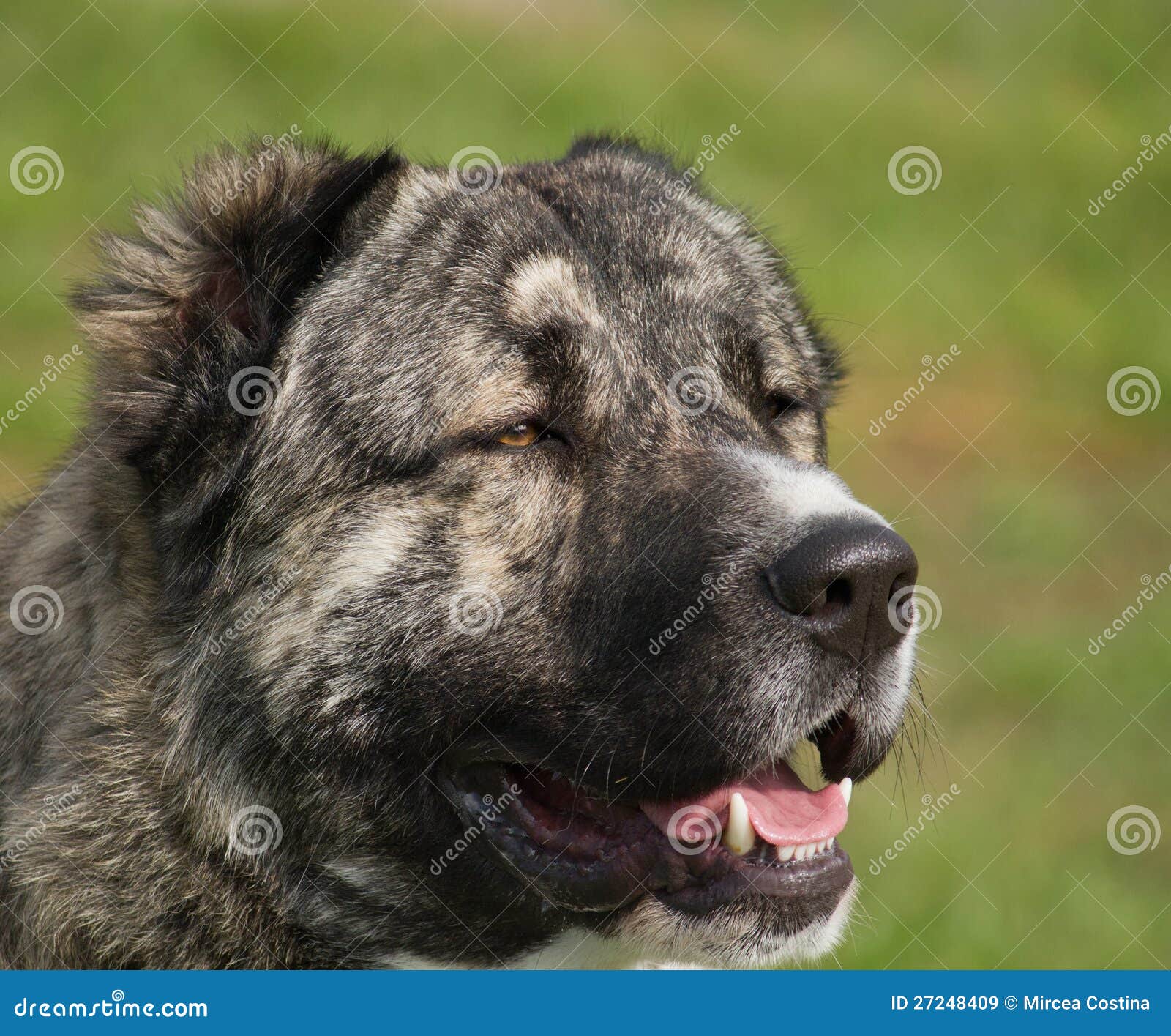 Central Asia Shepherd Dog Portrait Stock Image - Image of bordeaux ...