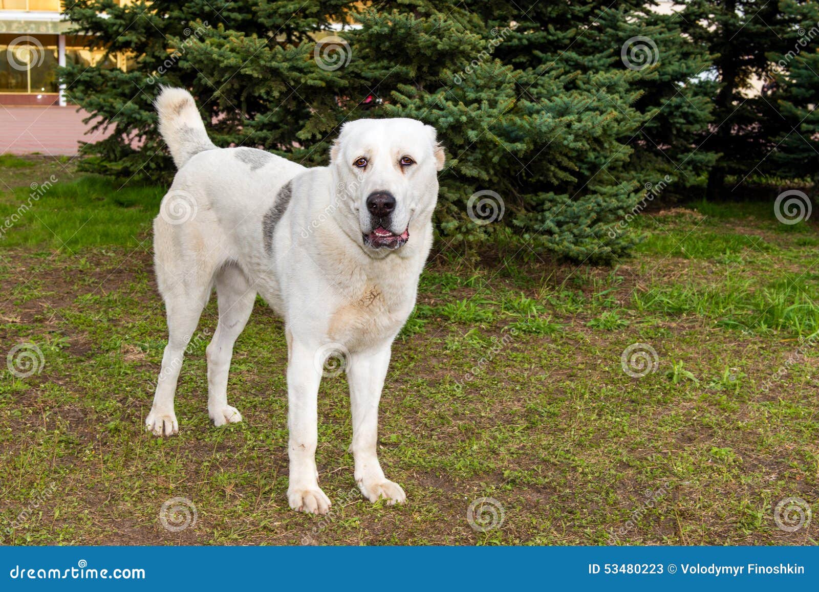 Central Asian Ovcharka Left Side. Stock Image - Image of ovcharka, left ...