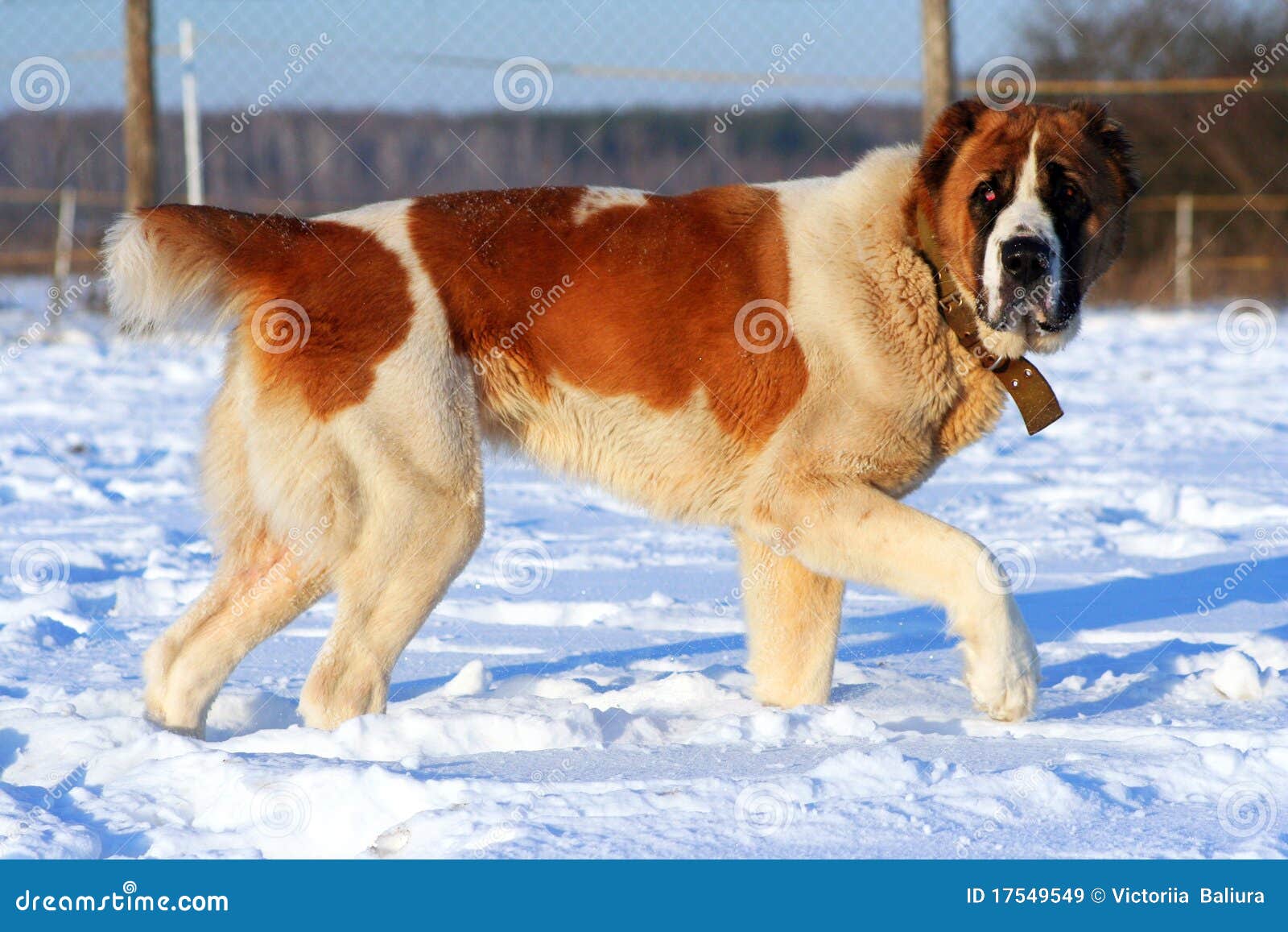 Central Asian Ovcharka Dog, Alabai Stock Photo | CartoonDealer.com ...
