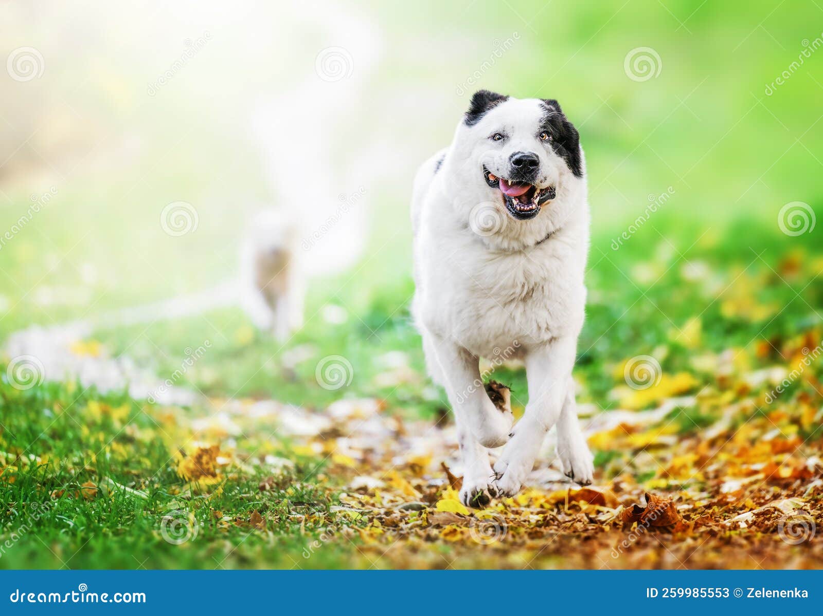 Central Asian Shepherd-Alabai (Turkmen Wolfhound Stock Image - Image of ...