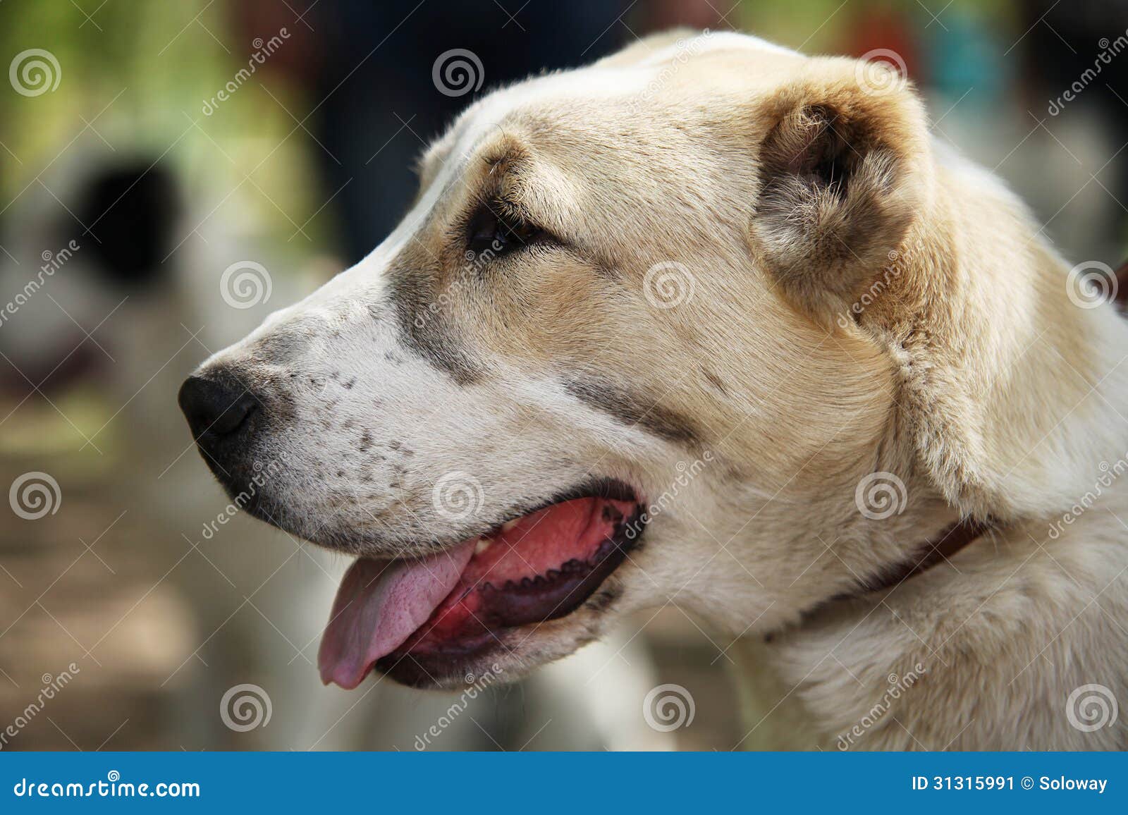 Central Asian Ovcharka Dog, Alabai Stock Photo | CartoonDealer.com ...