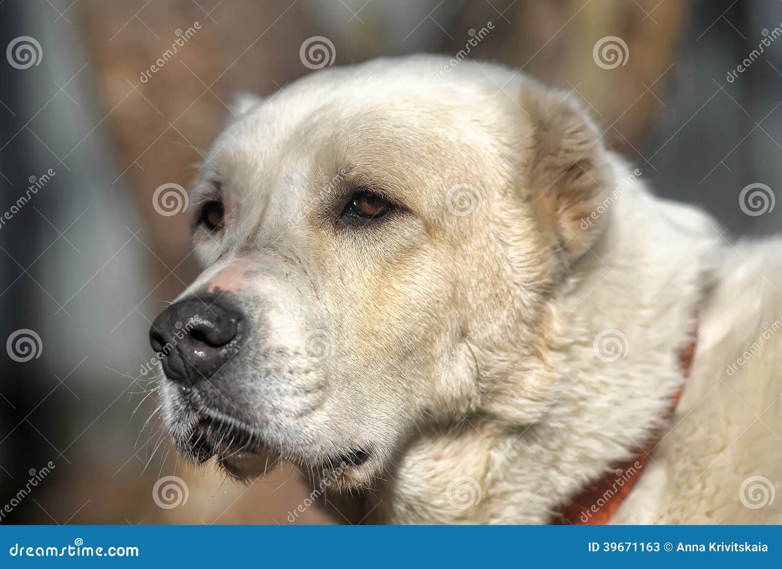 Central Asian Shepherd Dog stock image. Image of adorable - 39671163