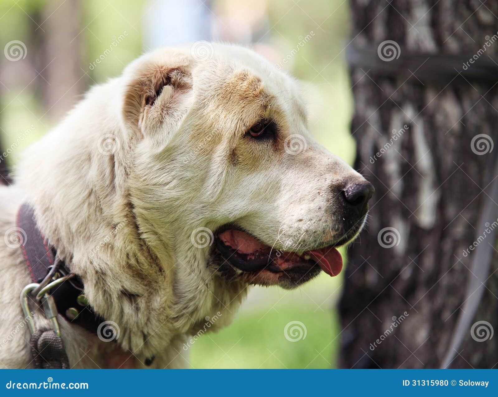Central Asian Ovcharka Dog, Alabai Stock Photo | CartoonDealer.com ...