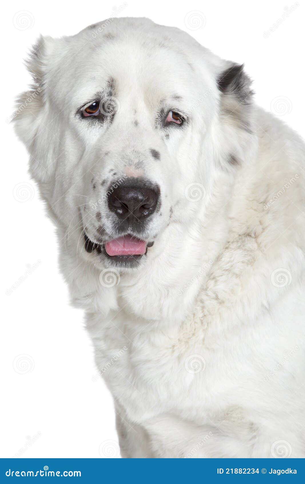 Central Asian Ovcharka Dog, Alabai Stock Photo | CartoonDealer.com ...