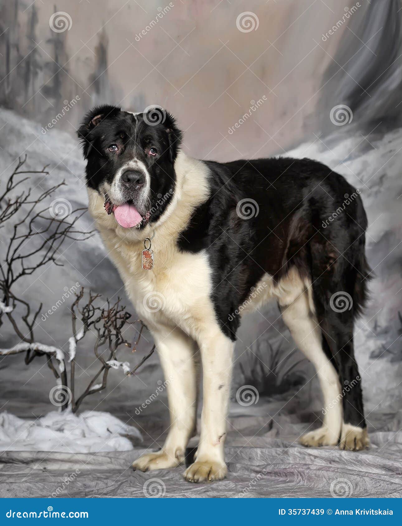Central Asian Shepherd Dog stock image. Image of huge - 35737439