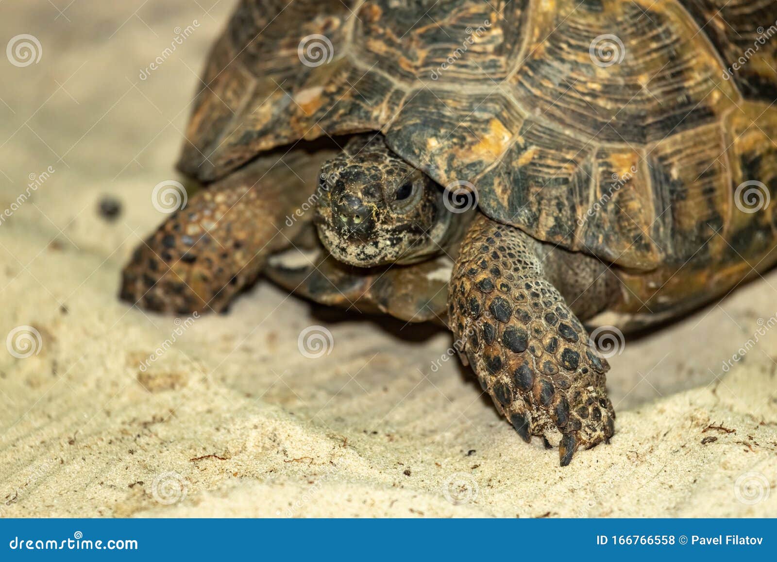 Central Asian Steppe Turtle Stock Photo - Image of desert, country ...