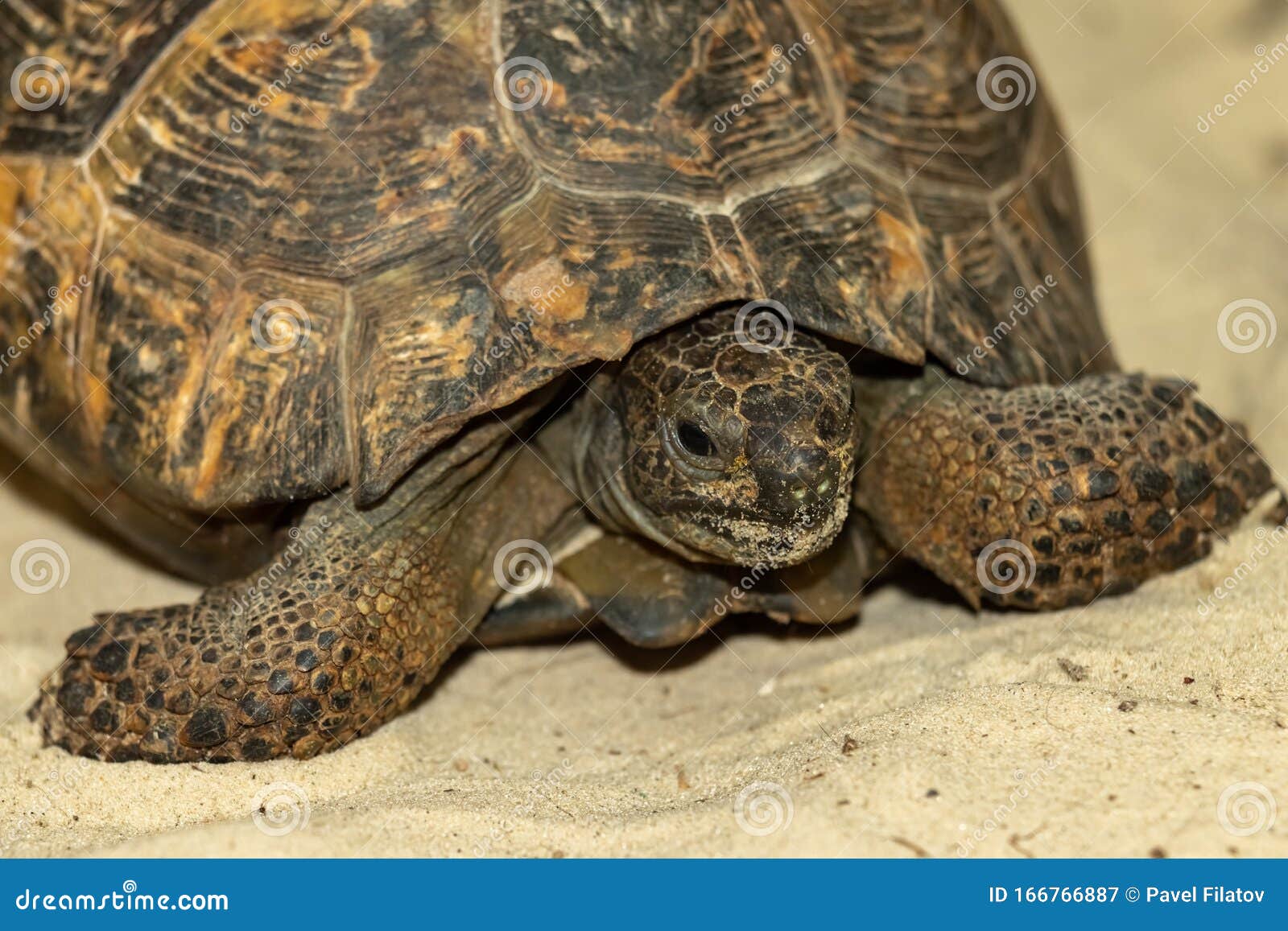 Central Asian Steppe Turtle Stock Image - Image of natural, armor ...