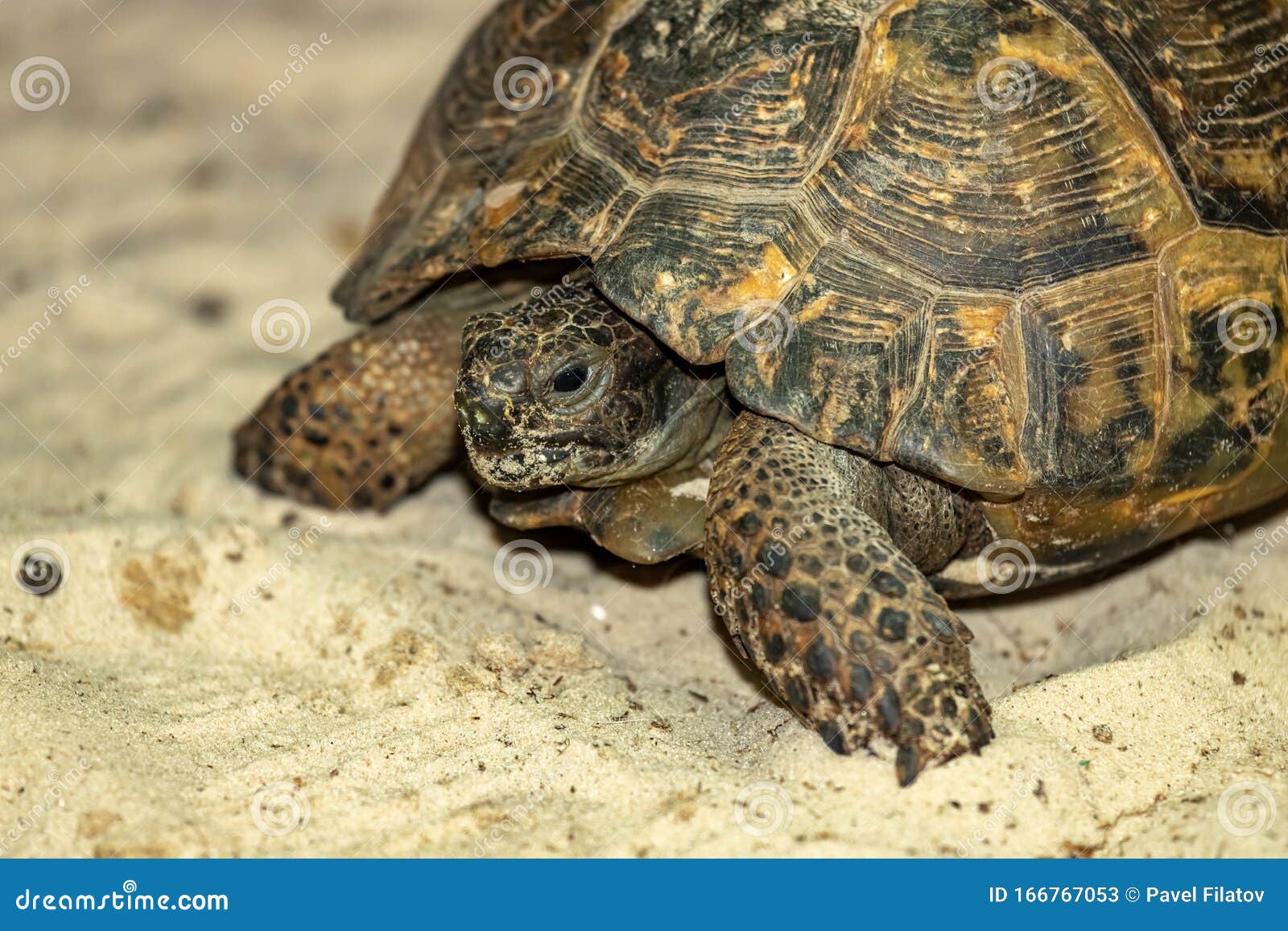 Central Asian Steppe Turtle Stock Image - Image of island, closeup ...