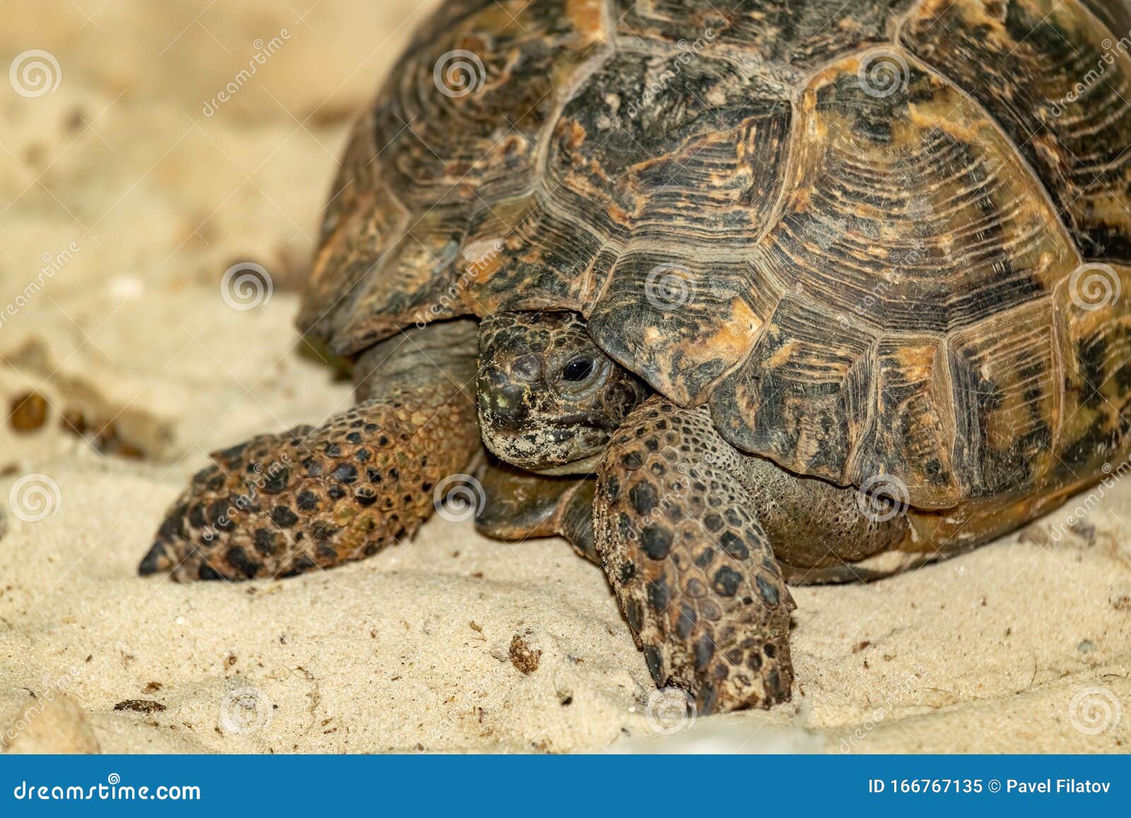 Central Asian Steppe Turtle Stock Image - Image of frog, herpetology ...