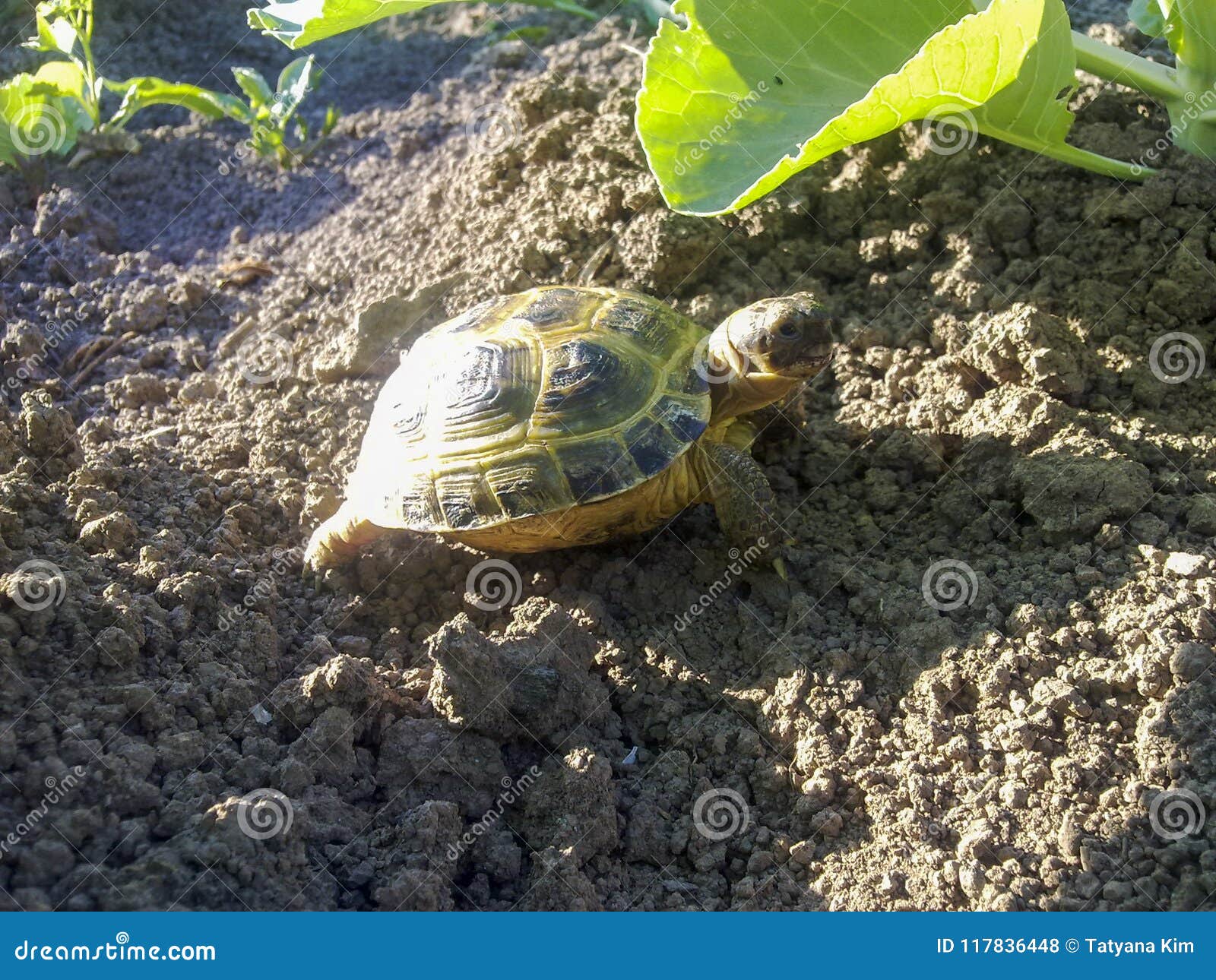 Central Asian Steppe Turtle. the Tortoise Walks on the Ground Stock ...