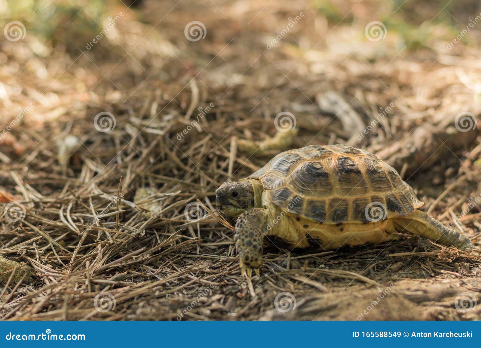 Turtle Walks On Rocky Garden And Eats Grass Royalty-Free Stock ...