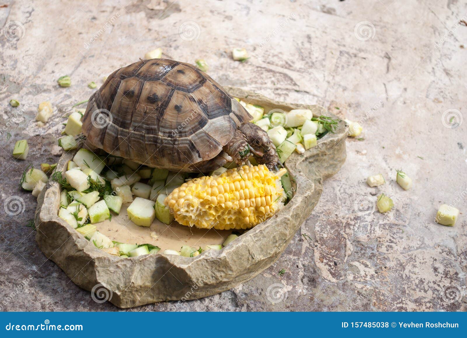 Central Asian Turtle Alone Eats Vegetables on a Stone Stock Photo ...