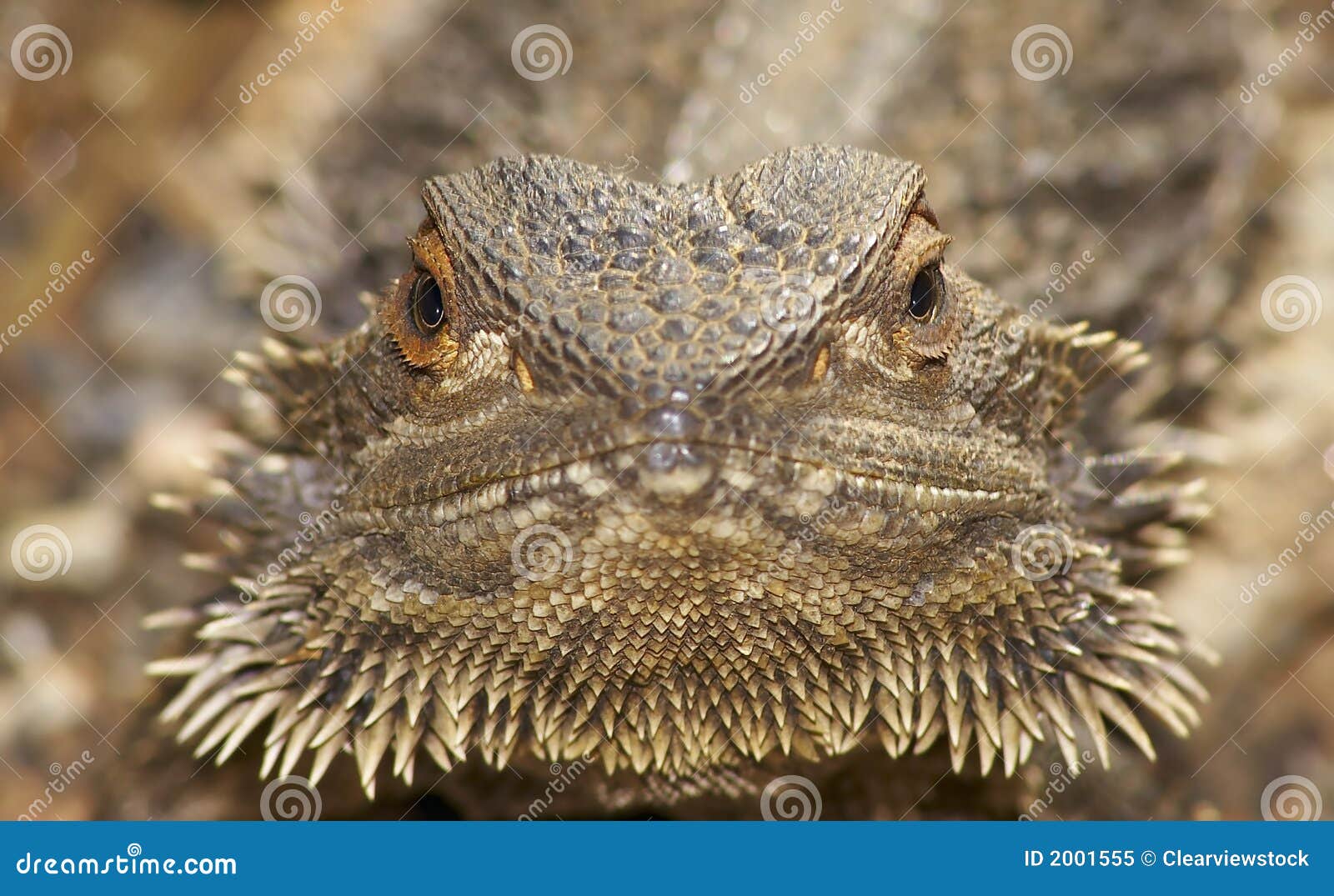 Central bearded dragon stock image. Image of central, warm - 2001555
