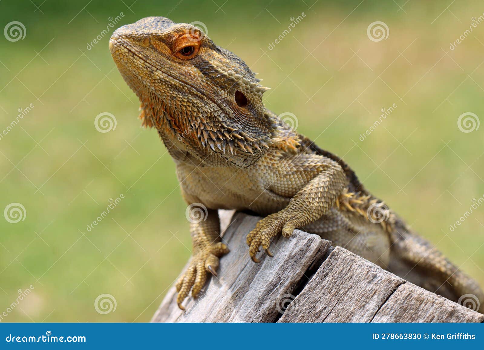 Central Bearded Dragon stock photo. Image of bearded - 278663830
