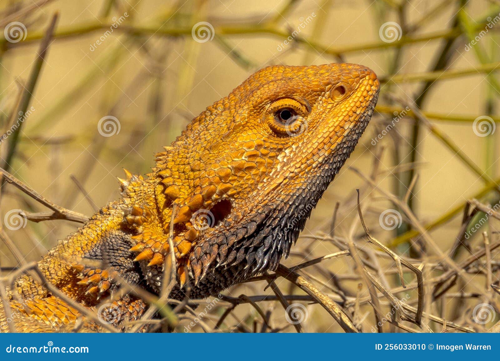 Central Bearded Dragon in Northern Territory Australia Stock Photo ...