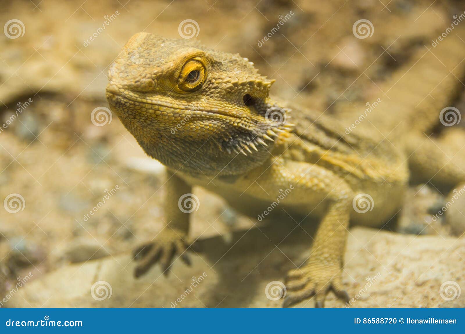 A Central Bearded Dragon on a Rock Stock Photo - Image of breeding ...