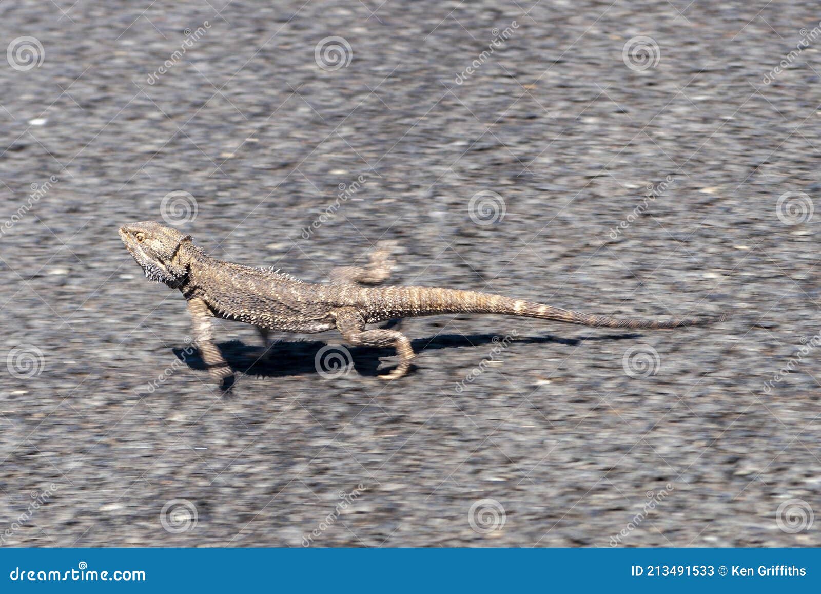 Central Bearded Dragon Running Stock Image - Image of lizard, central ...