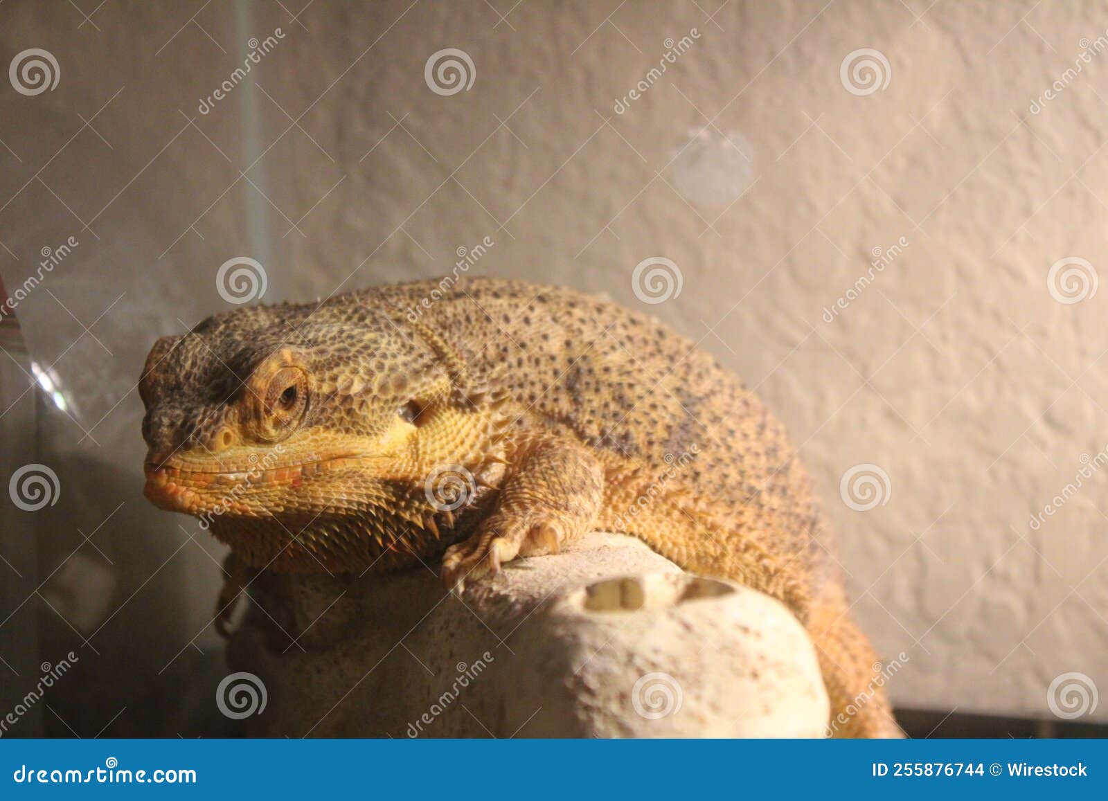 Central Bearded Dragon Standing on a Rock Stock Photo - Image of ...