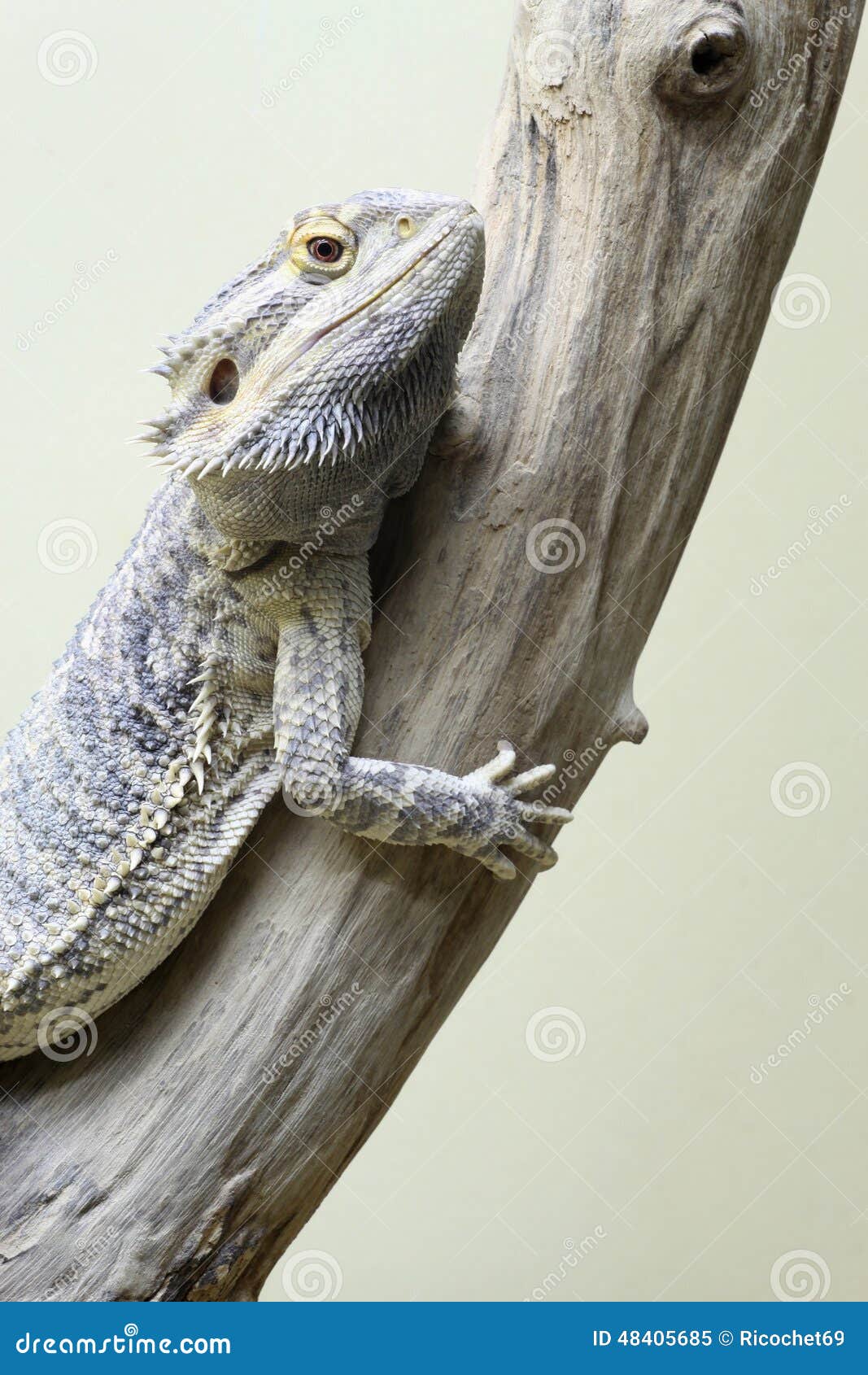 Central bearded dragon stock image. Image of dragon, isolated - 48405685