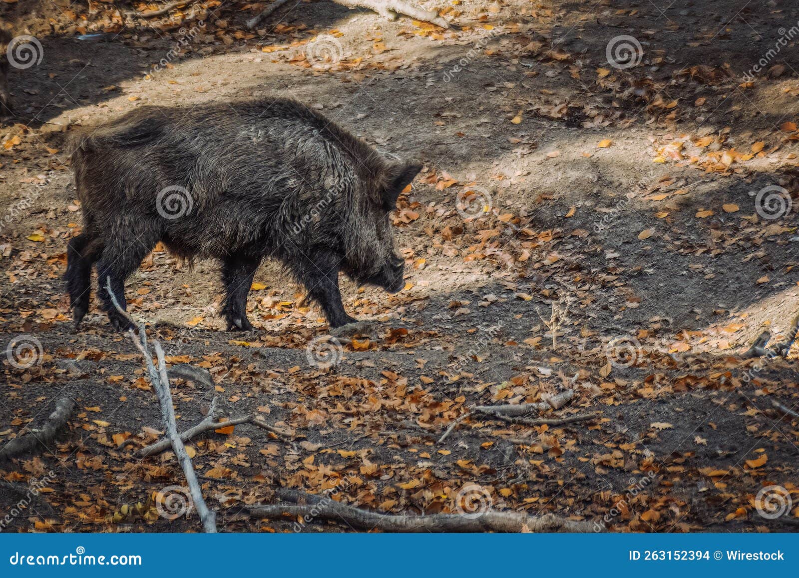 Central European Boar in the Autumn Forest Stock Photo - Image of ...