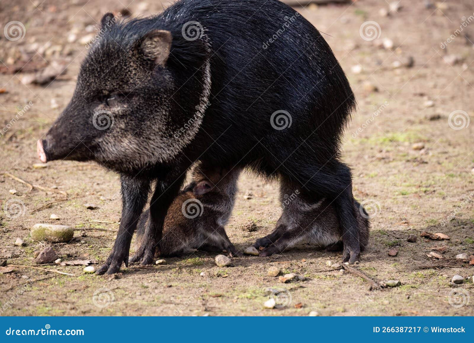 Central European Boar Feeding Her Babies in the Field Stock Image ...