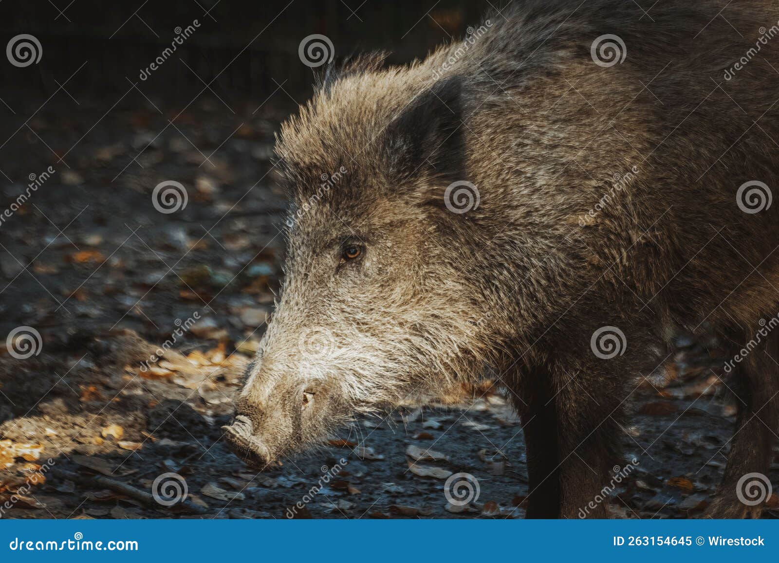 Central European Boar in the Zoo Park Stock Image - Image of wilderness ...