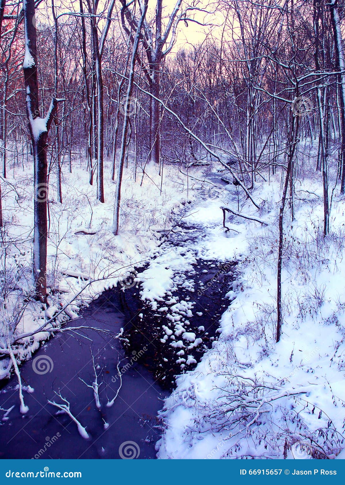 Central Illinois Winter Forest Stream Stock Image - Image of plant ...