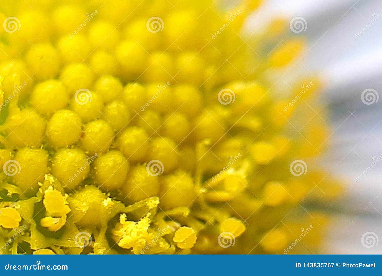Central, Inner Part of the Daisy. Daisy Flower Macro Stock Image ...