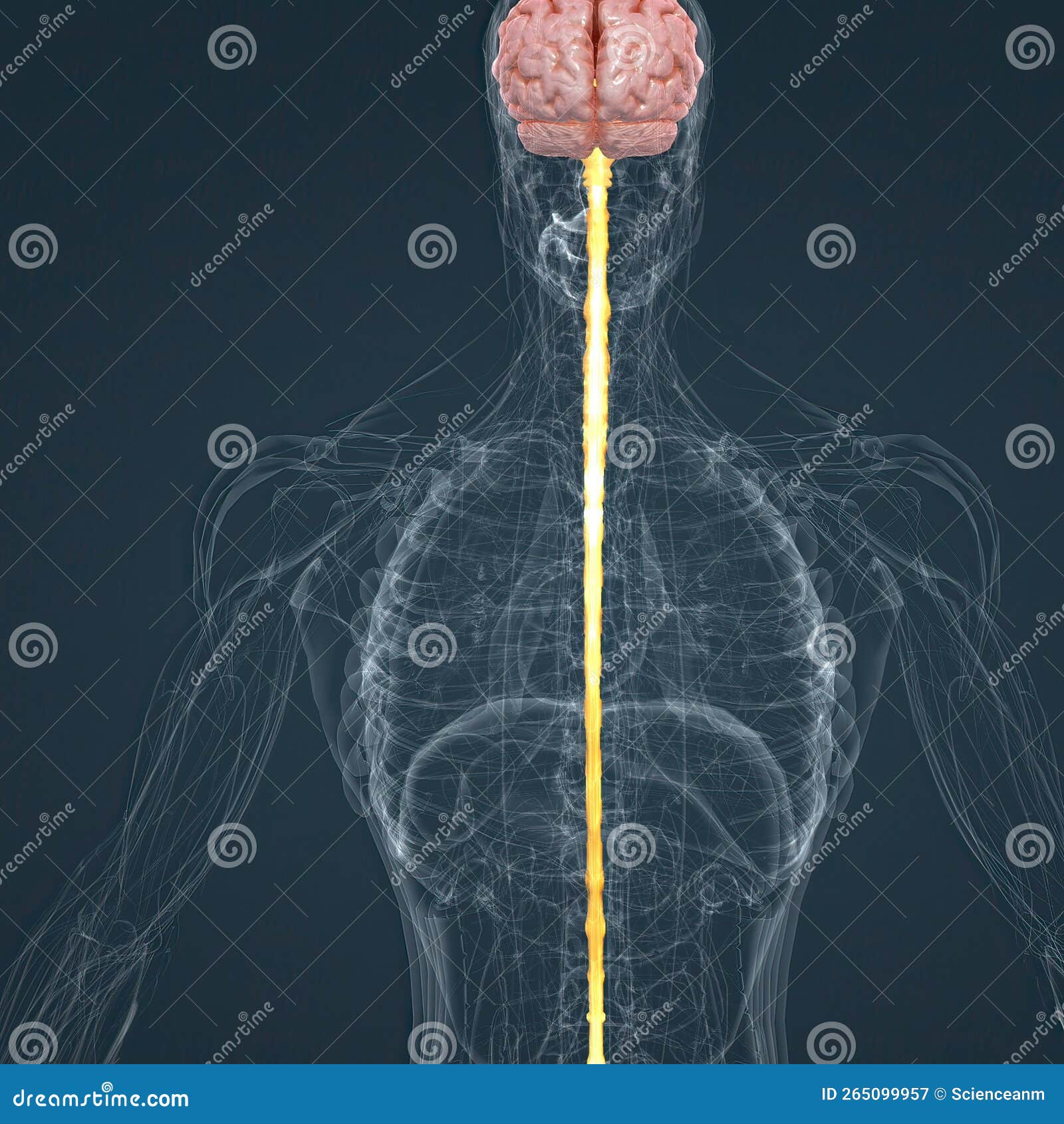 Central Nervous System. Brain and Spinal Cord Stock Illustration ...