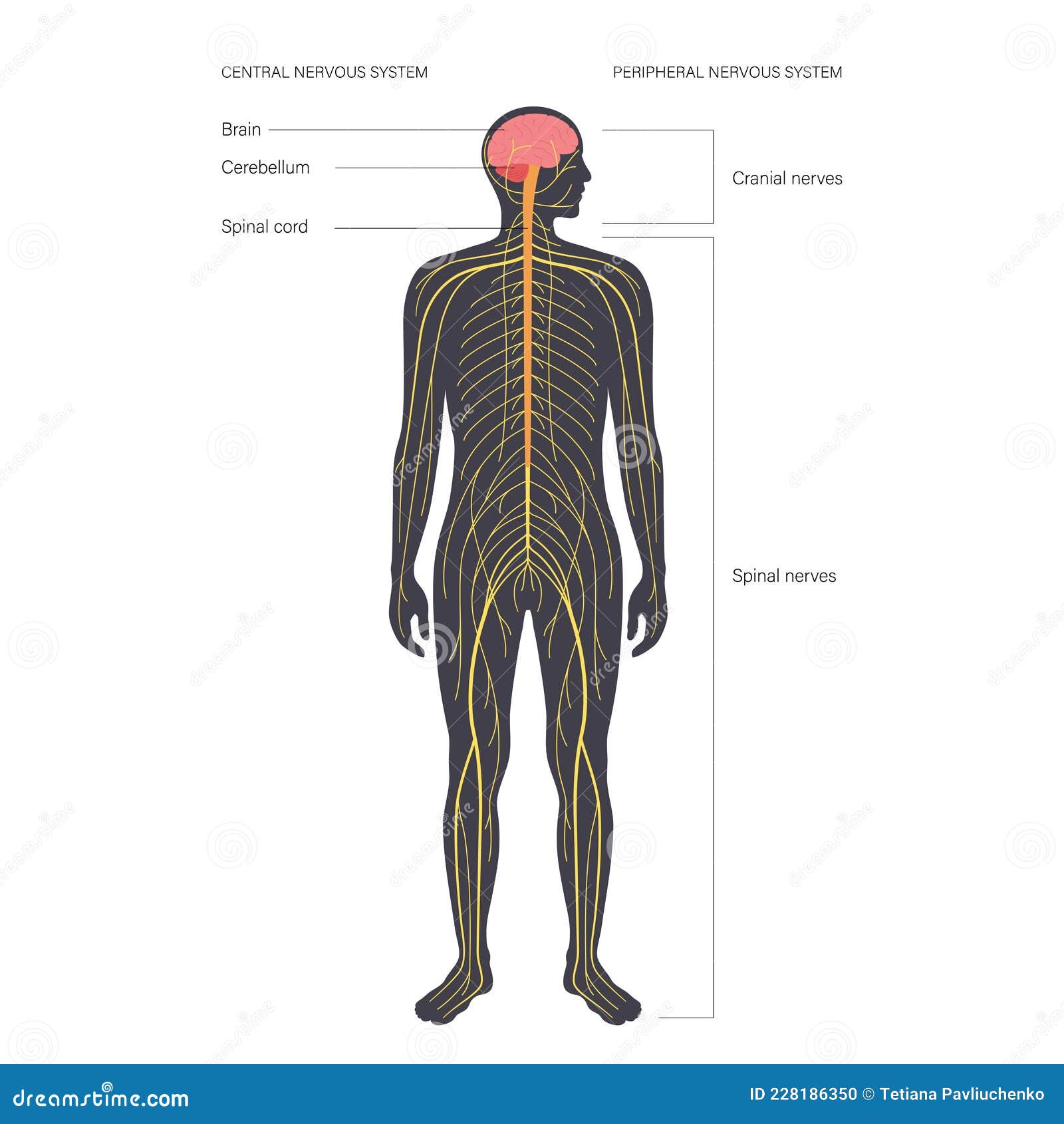 Central Nervous System Labeled Diagram Central Nervous System Labeled Diagram