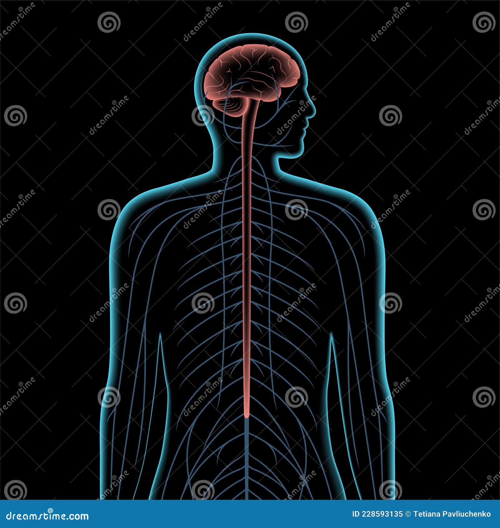 Central nervous system stock vector. Illustration of function - 228593135