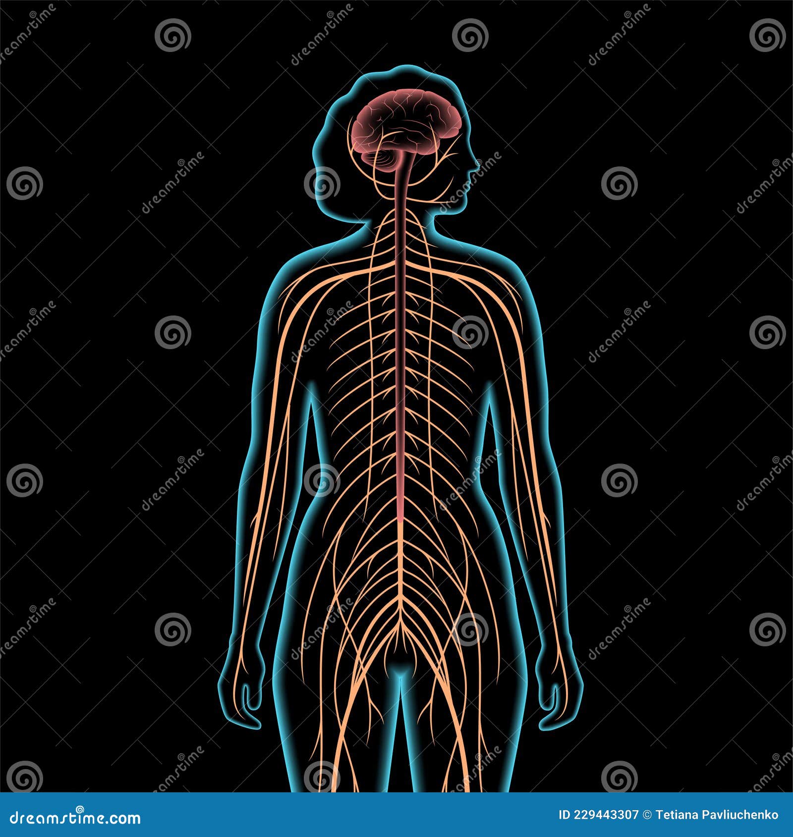 Central nervous system stock vector. Illustration of brain - 229443307