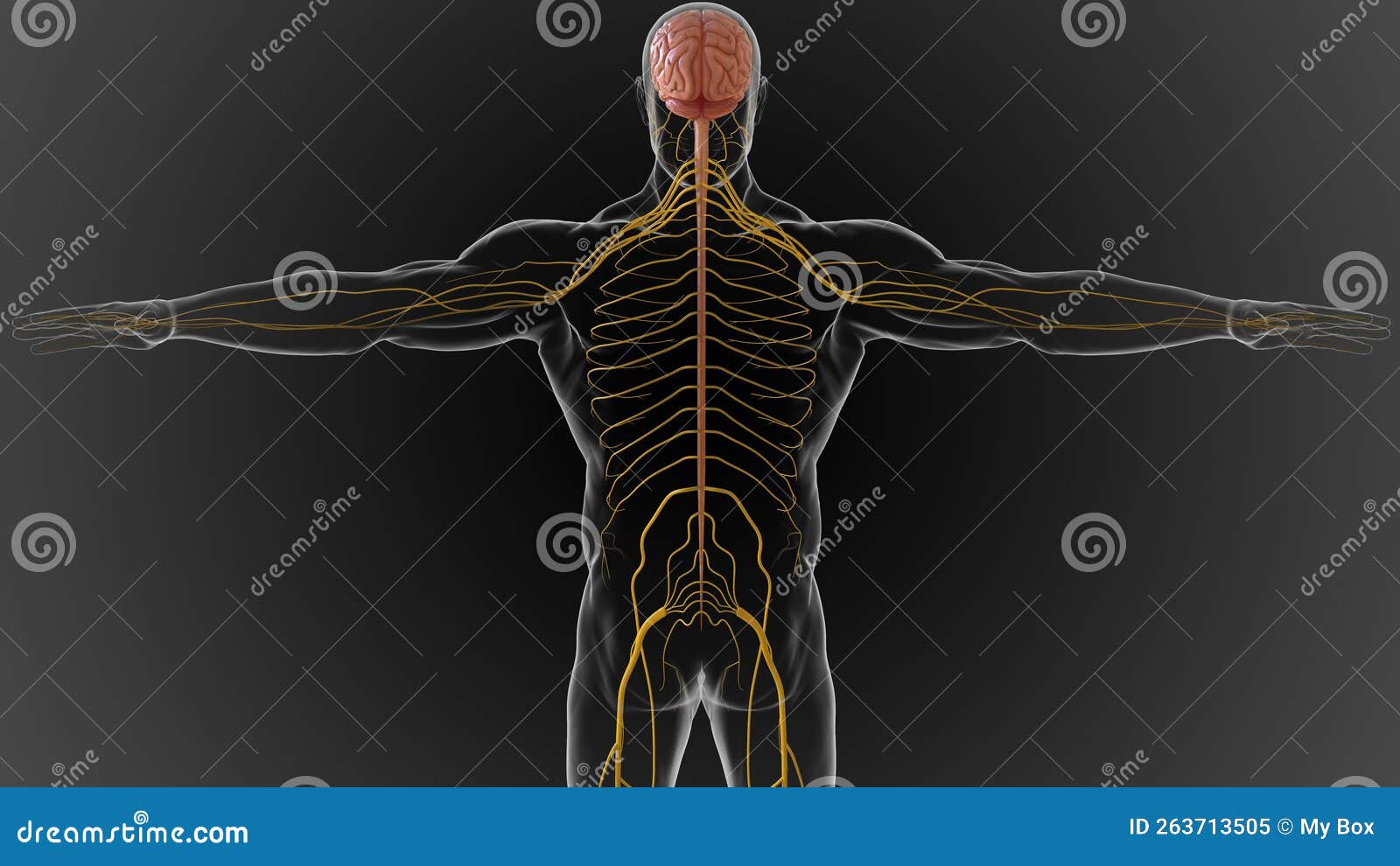 The Central Nervous System is Made Up of the Brain and Spinal Cord 3D ...